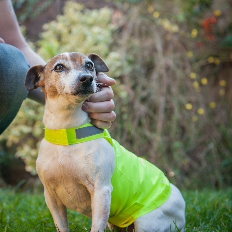 PTSD Awareness & The Healing Power of Animals | FRHC